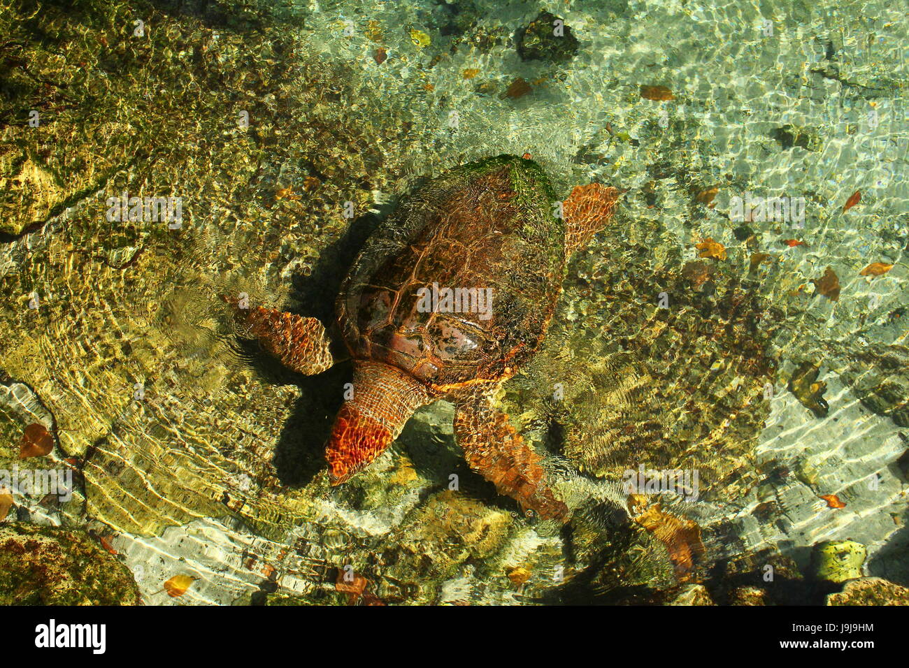 Florida beach turtle hi-res stock photography and images - Alamy