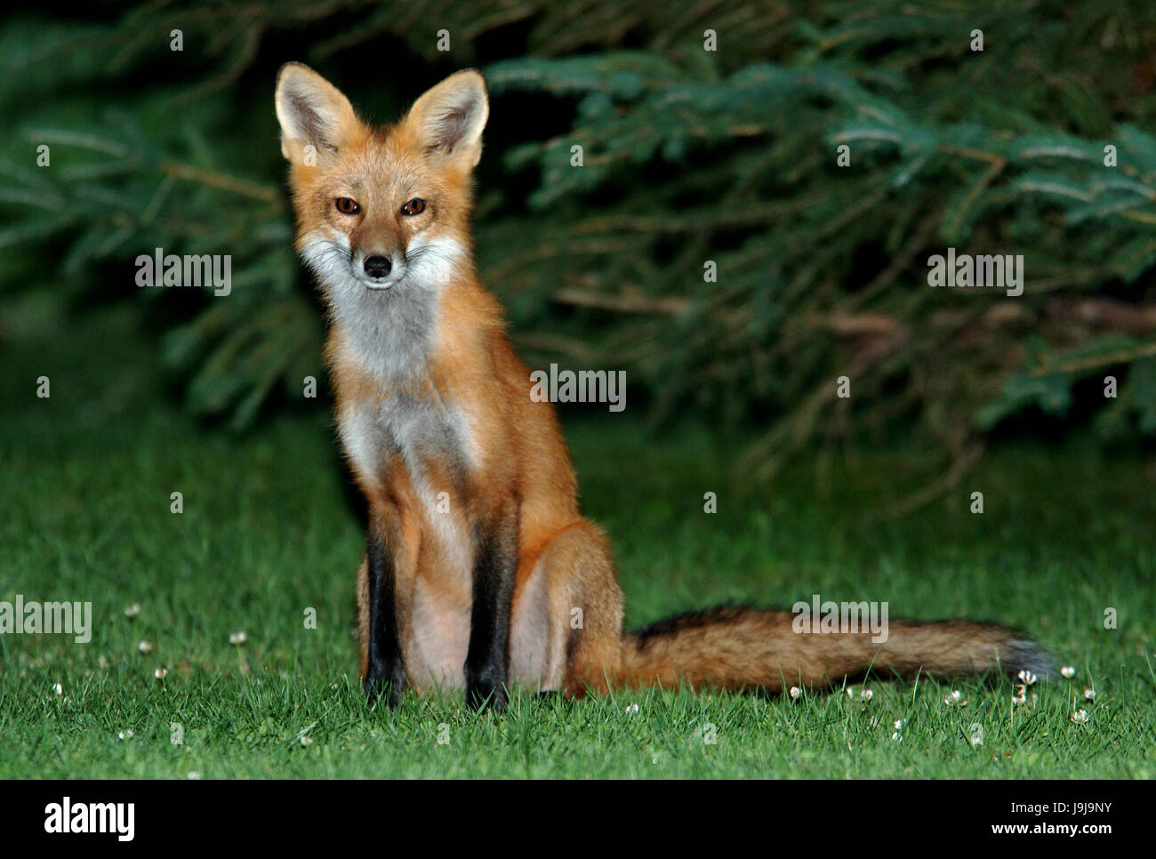 animal, mammal, night, nighttime, wild, predator, cub, baby, fox ...