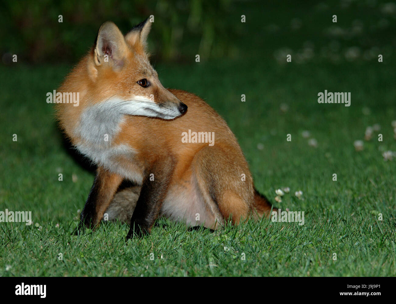 animal, mammal, night, nighttime, wild, predator, cub, baby, fox ...