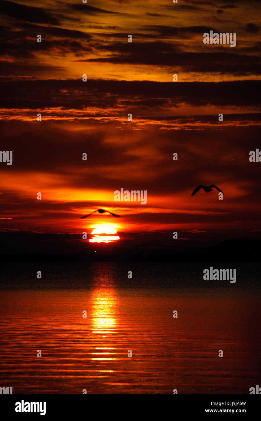 colour, horizon, bird, sunset, romantic, cloud, summer, summerly ...