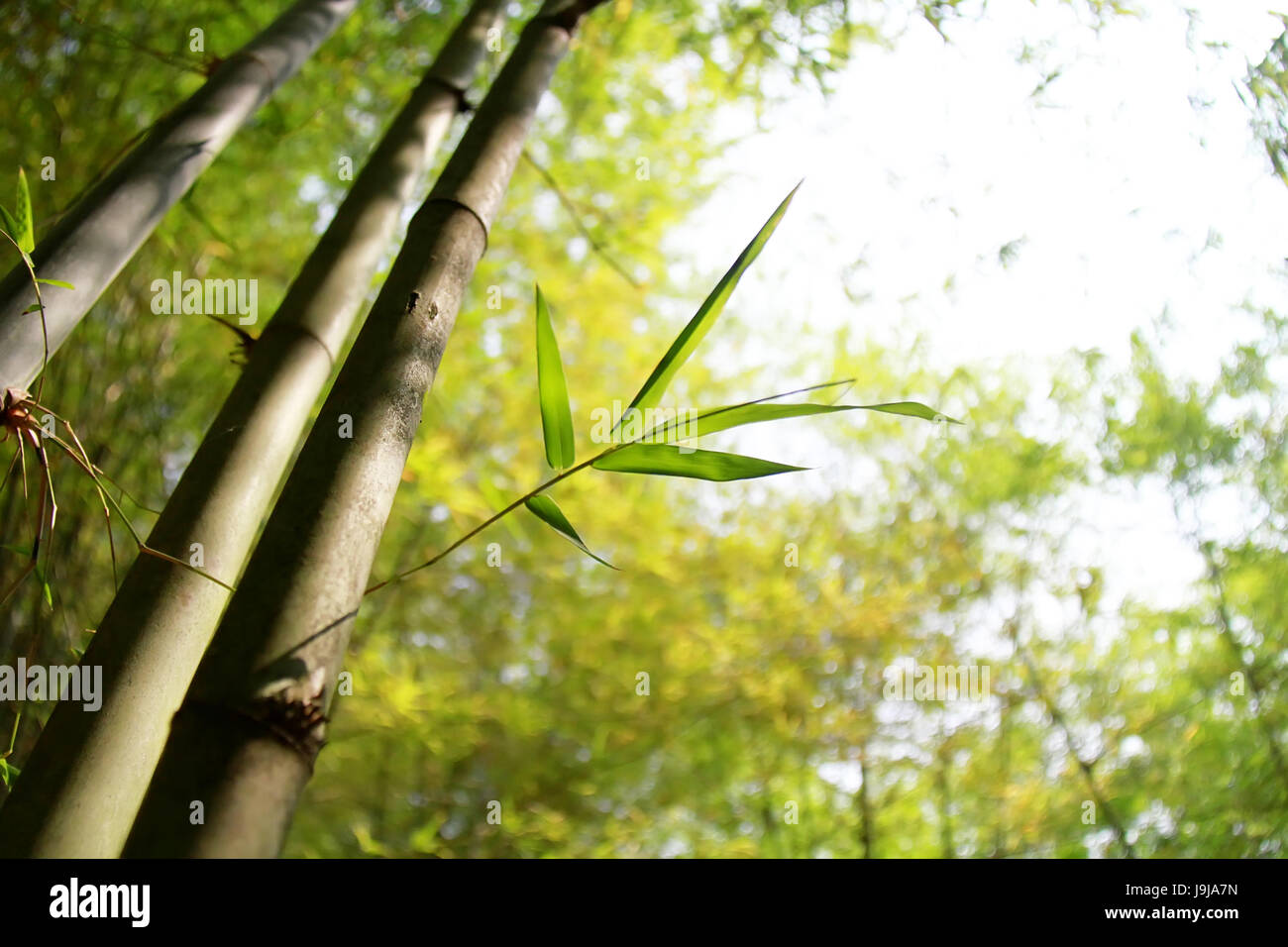 bunch of fresh bamboo trees with leaves in forest a blurred background ...