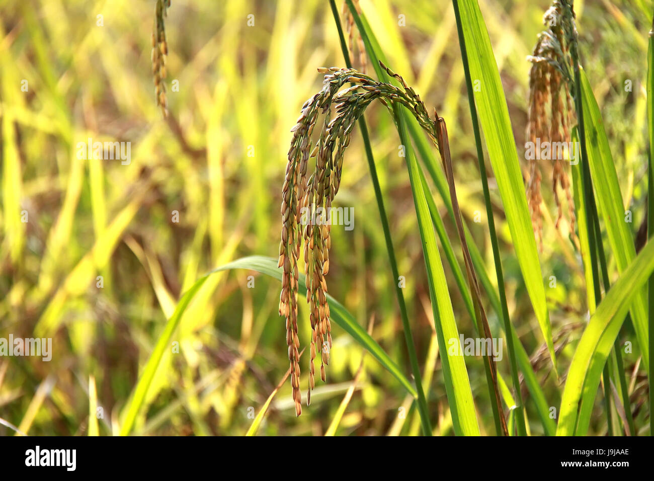 close up of yellow paddy rice flied agriculture plant in the nature ...