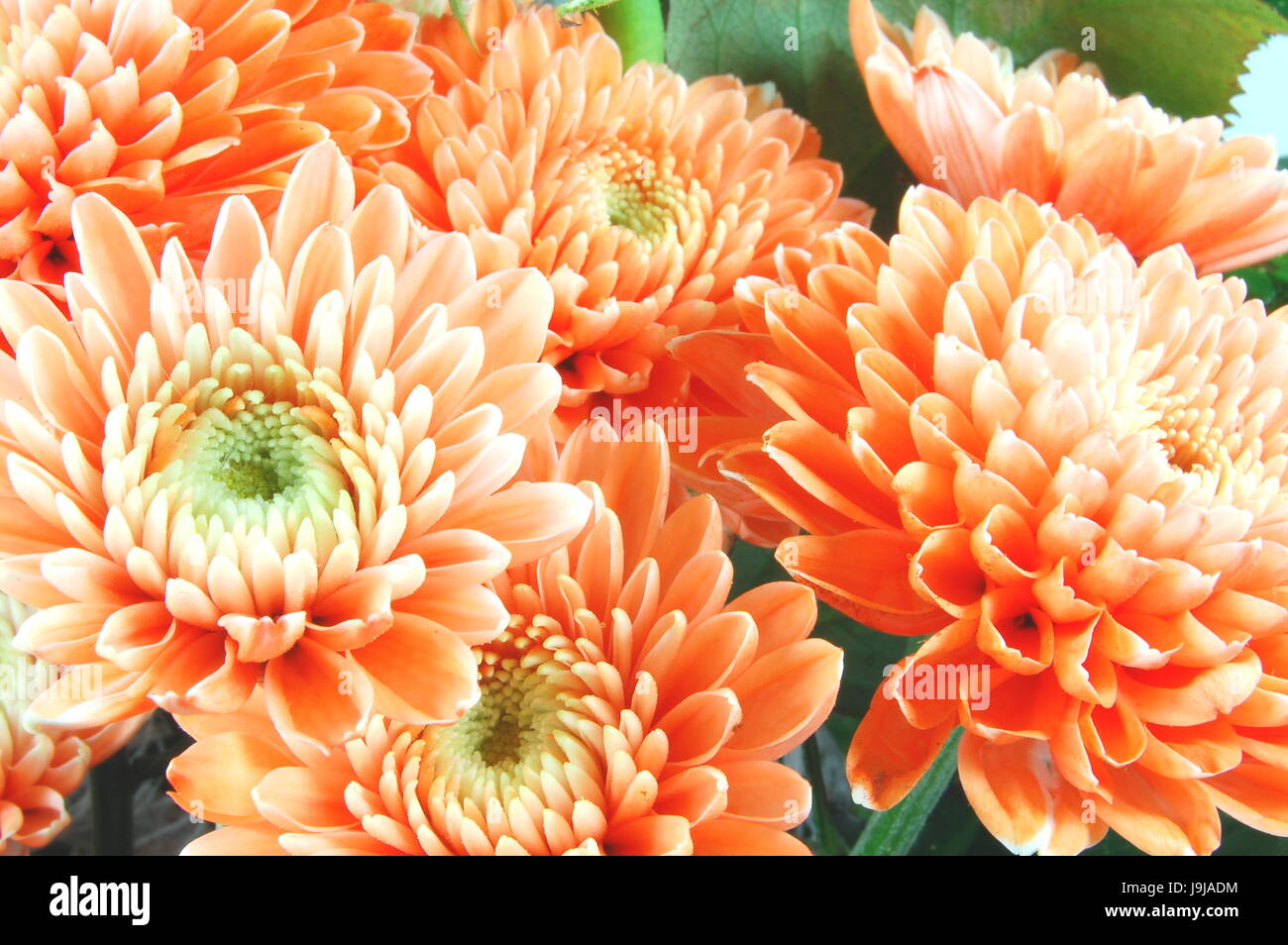 closeup, flower, plant, dapper, accosting, pretty, prettily, prettier ...