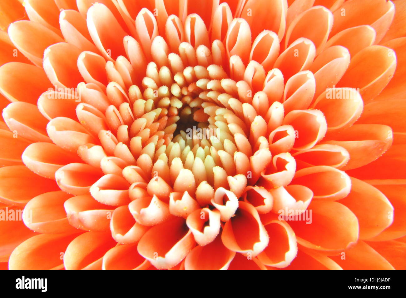 closeup, flower, plant, dapper, accosting, pretty, prettily, prettier ...