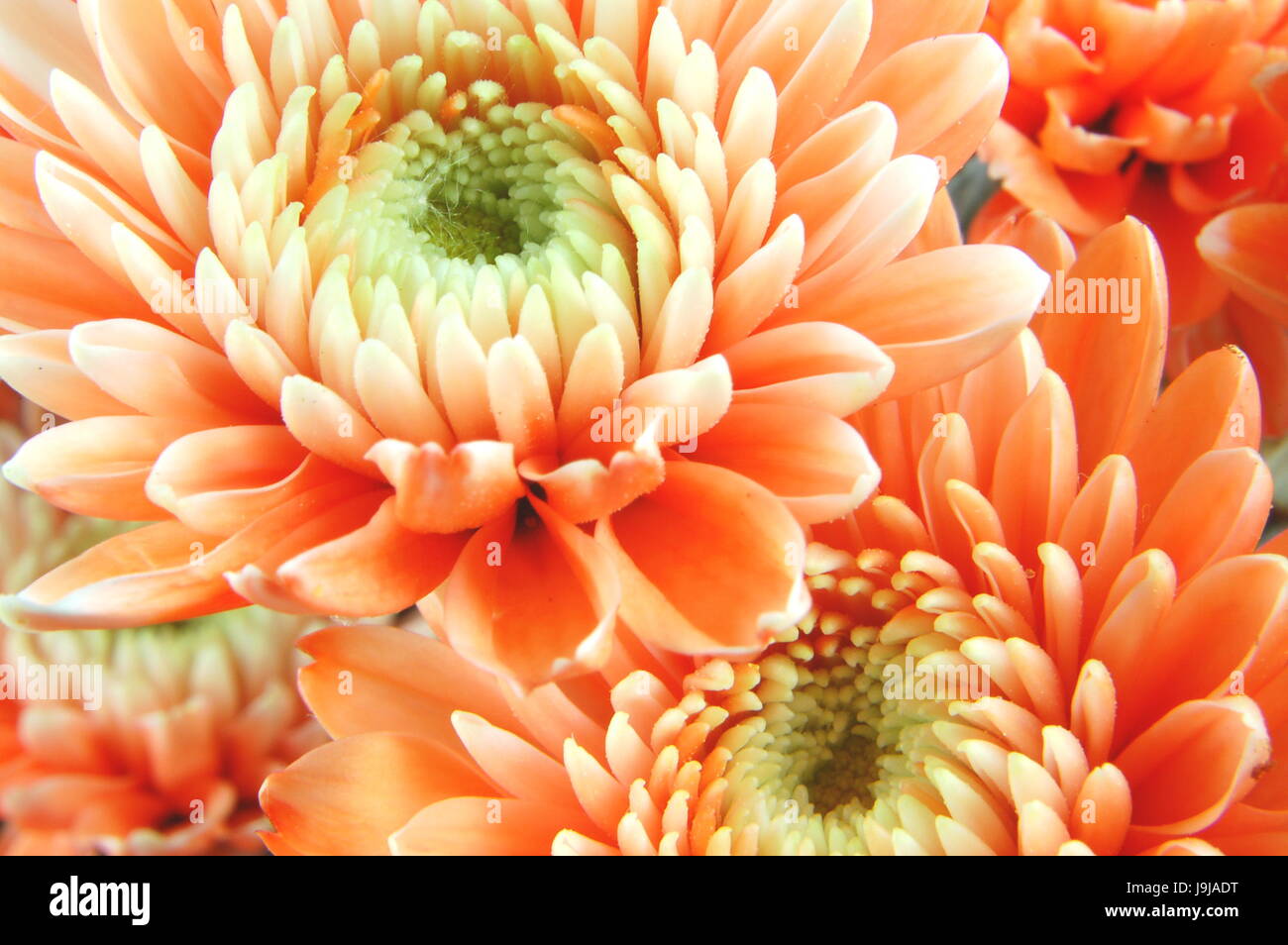 closeup, flower, plant, dapper, accosting, pretty, prettily, prettier ...