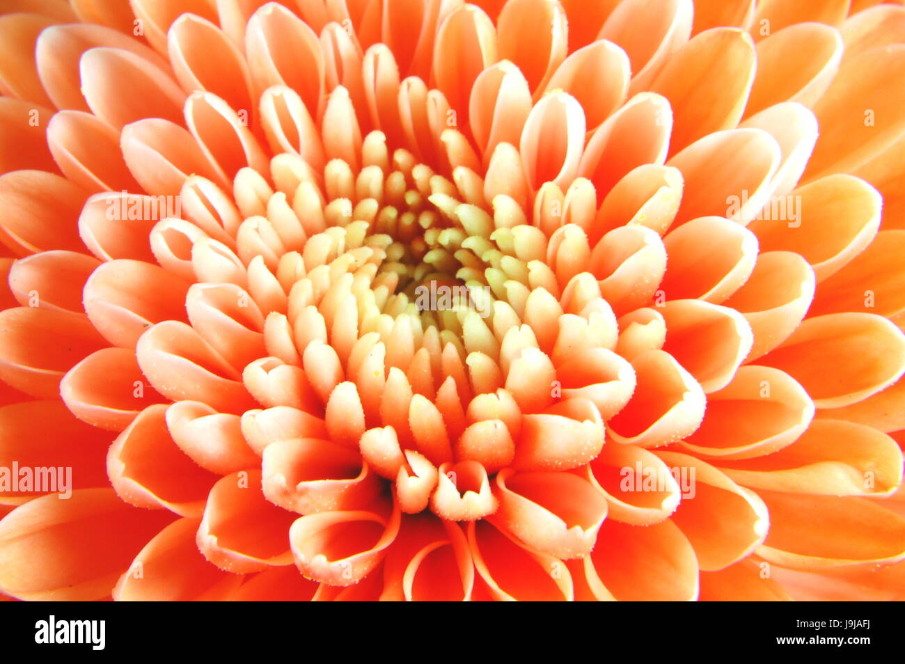 closeup, flower, plant, dapper, accosting, pretty, prettily, prettier ...