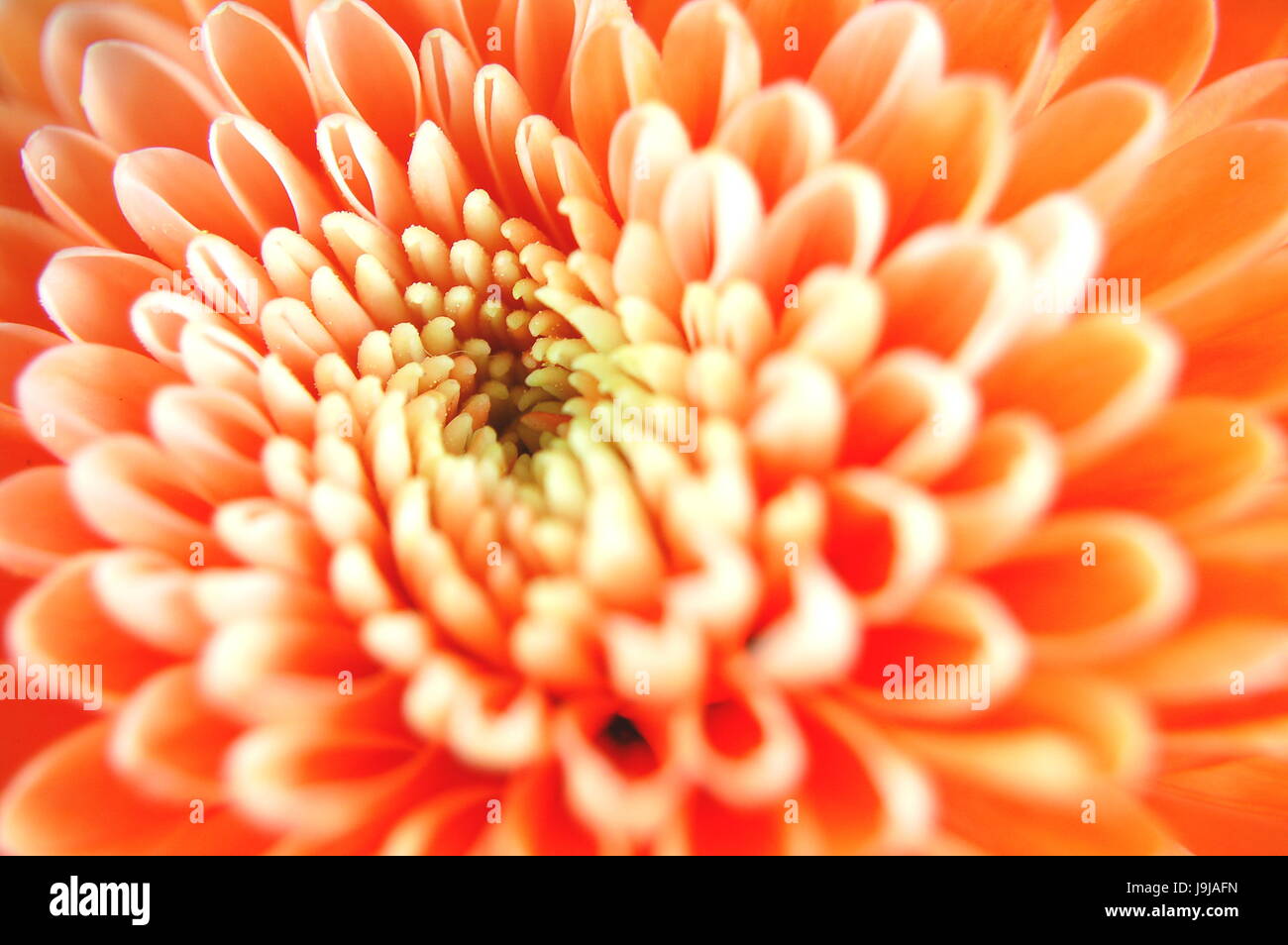 closeup, flower, plant, dapper, accosting, pretty, prettily, prettier ...