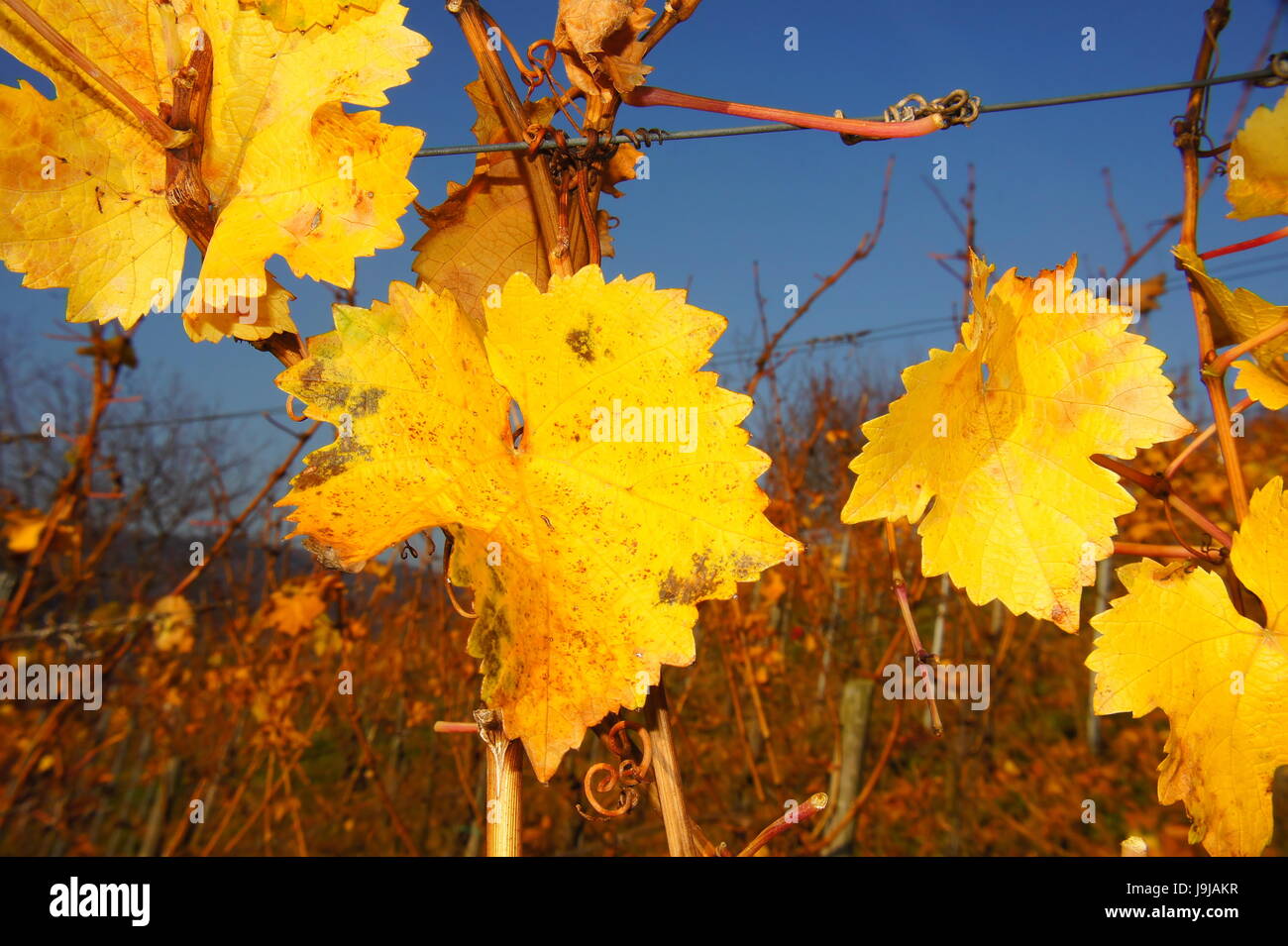 vine, grape vine, grape-vine, vine leaf, fall, autumn, vineyards ...