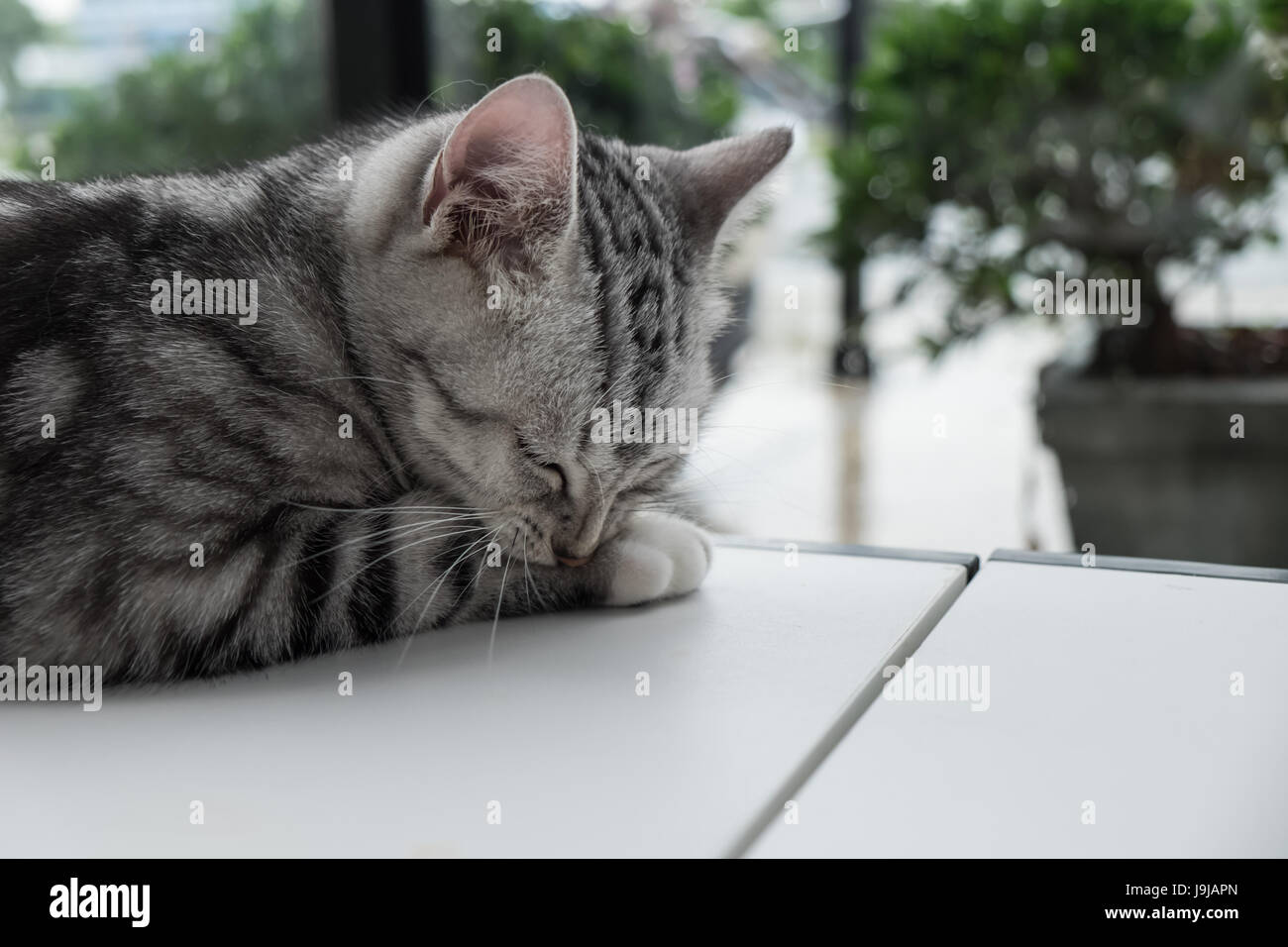 Cat relaxing on the couch in colorful blur background, cute funny cat ...