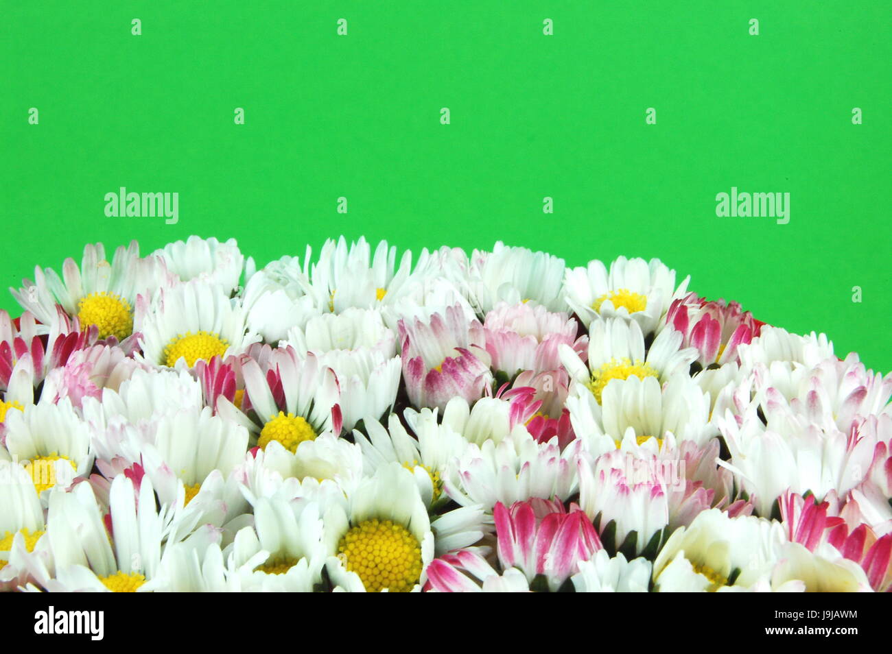 Unforgettable green daisy hi-res stock photography and images - Alamy