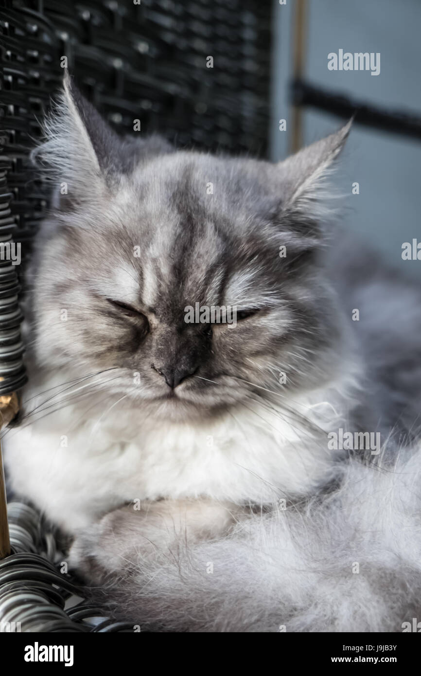 Portrait of grey cat cute relaxing Stock Photo - Alamy