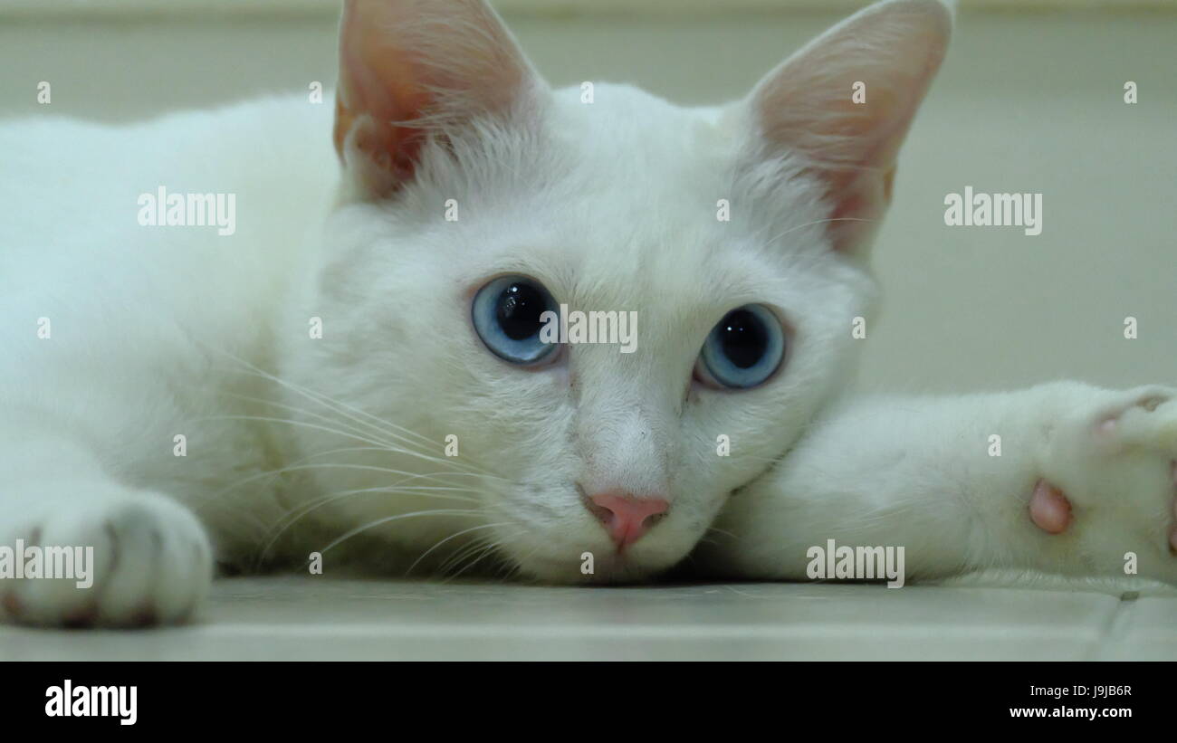 Cat laying in home Stock Photo - Alamy