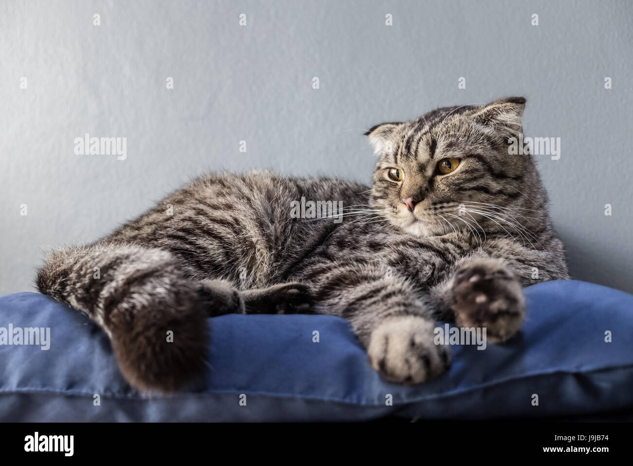 Cat relaxing on the couch in colorful blur background, cute funny cat ...