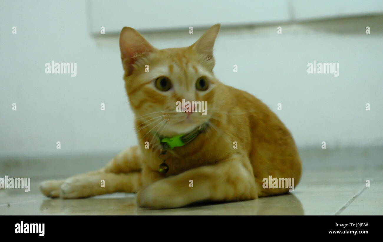 Cat laying in home Stock Photo - Alamy