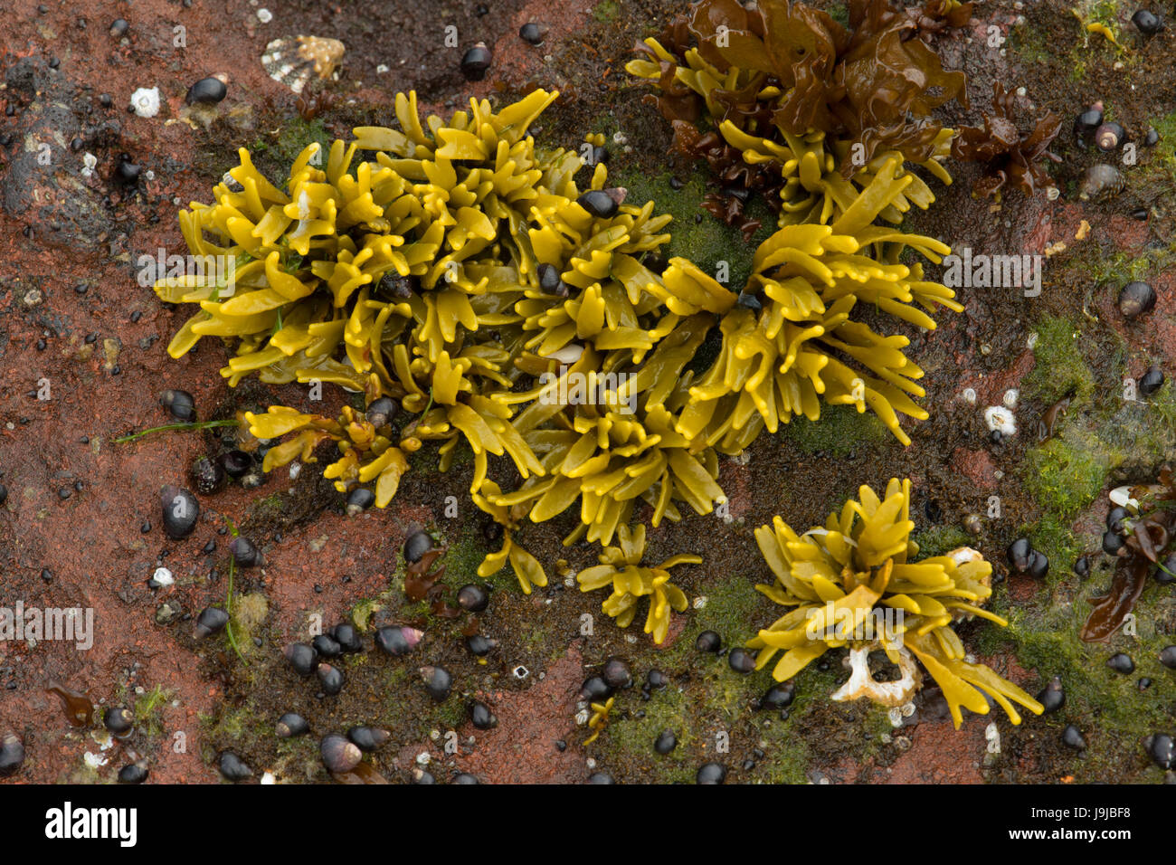 Rockweed hi-res stock photography and images - Alamy