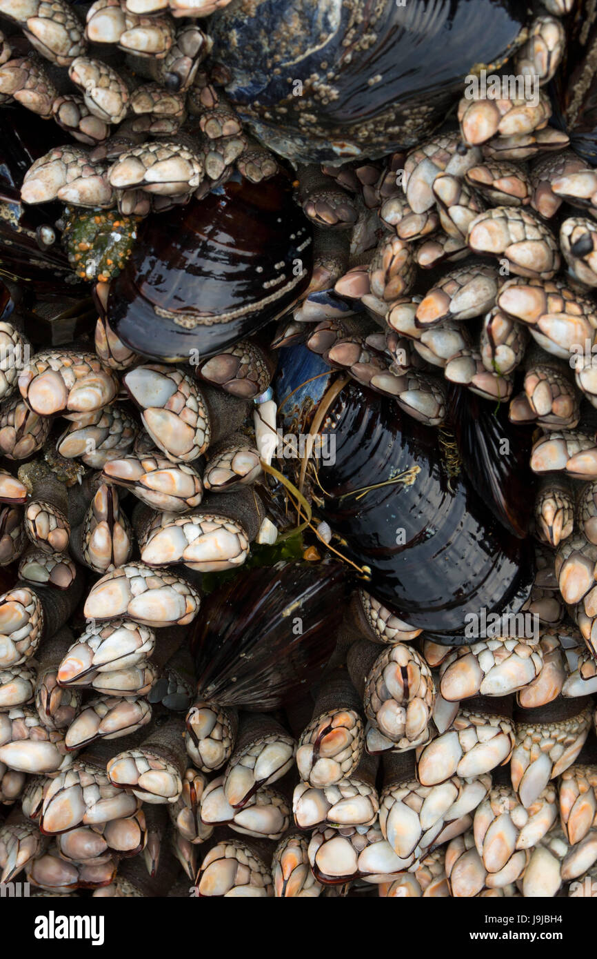 Gooseneck barnacles pacific hi-res stock photography and images - Alamy