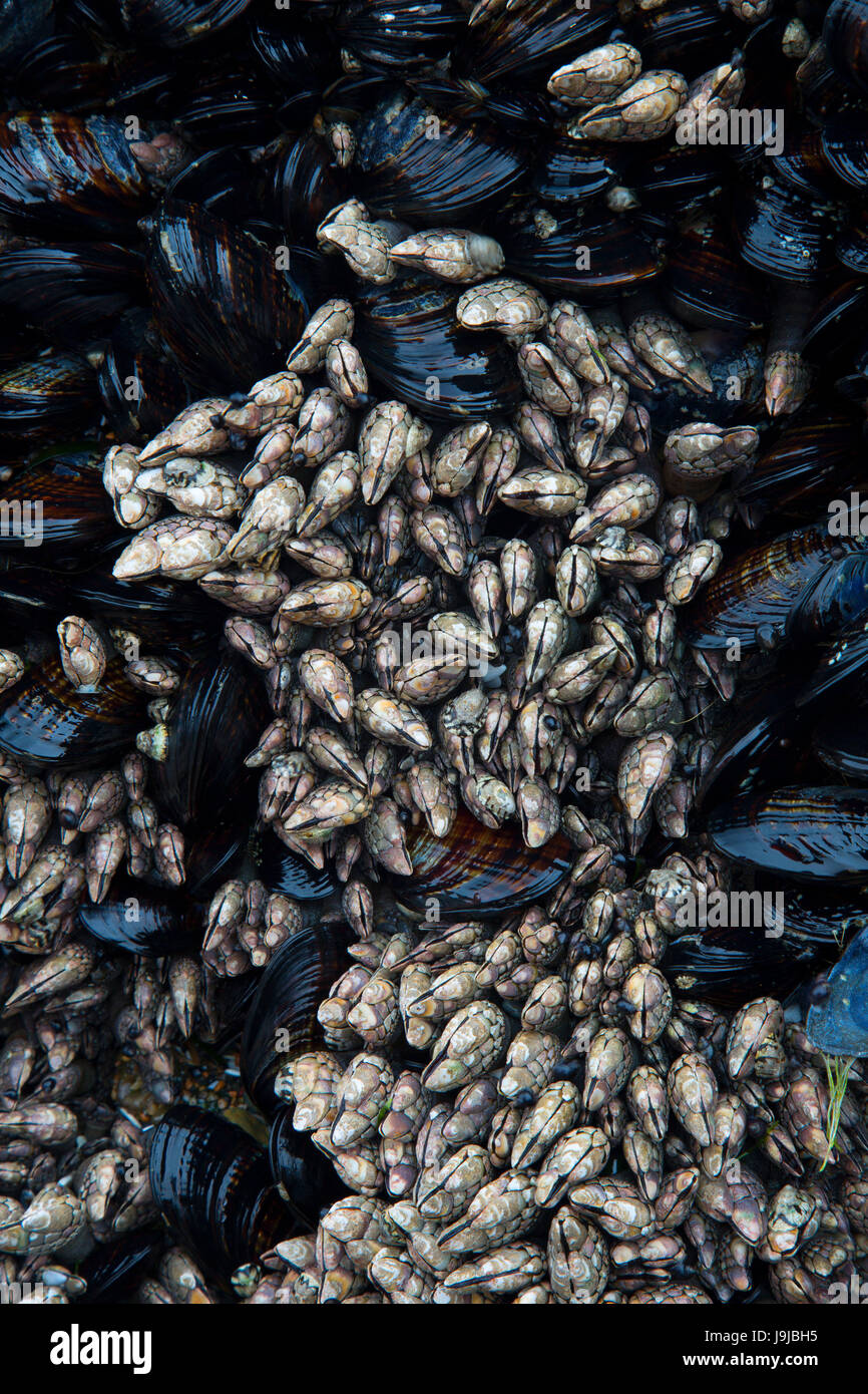 Gooseneck barnacles with mussels, Yachats State Park, Oregon Stock ...