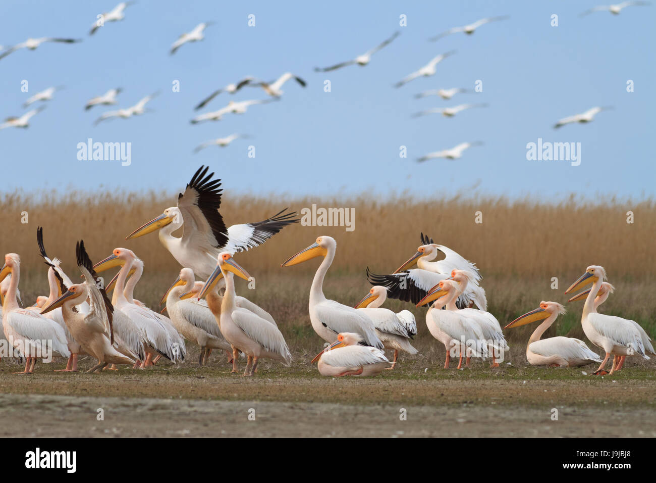 bird, wild, danube, pelican, reservation, delta, river, water, nature Stock Photo - Alamy
