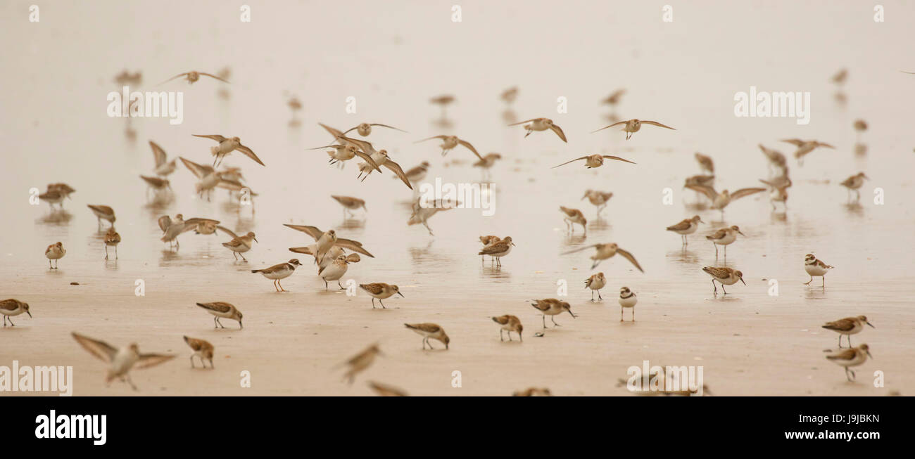 Shorebirds in flight, Driftwood Beach State Park, Oregon Stock Photo ...