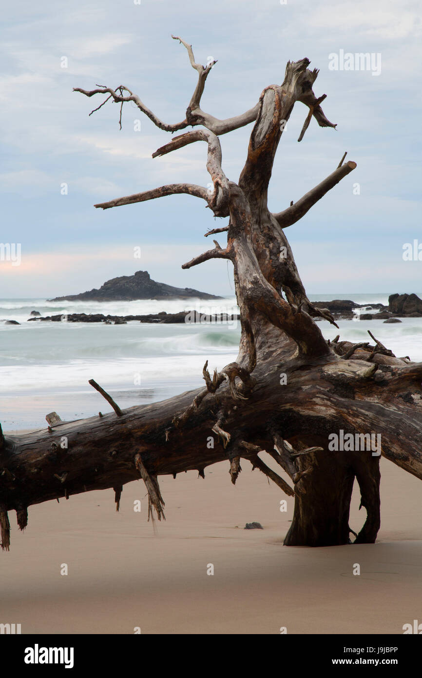Drift log, Roads End State Park, Lincoln City, Oregon Stock Photo - Alamy