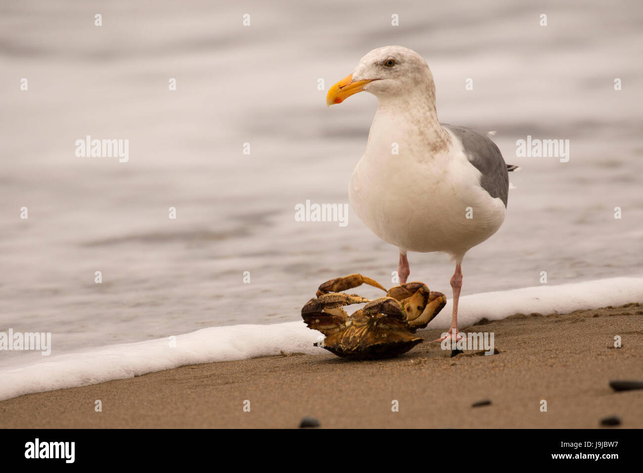 Seagull at the oregon coast hi-res stock photography and images - Alamy