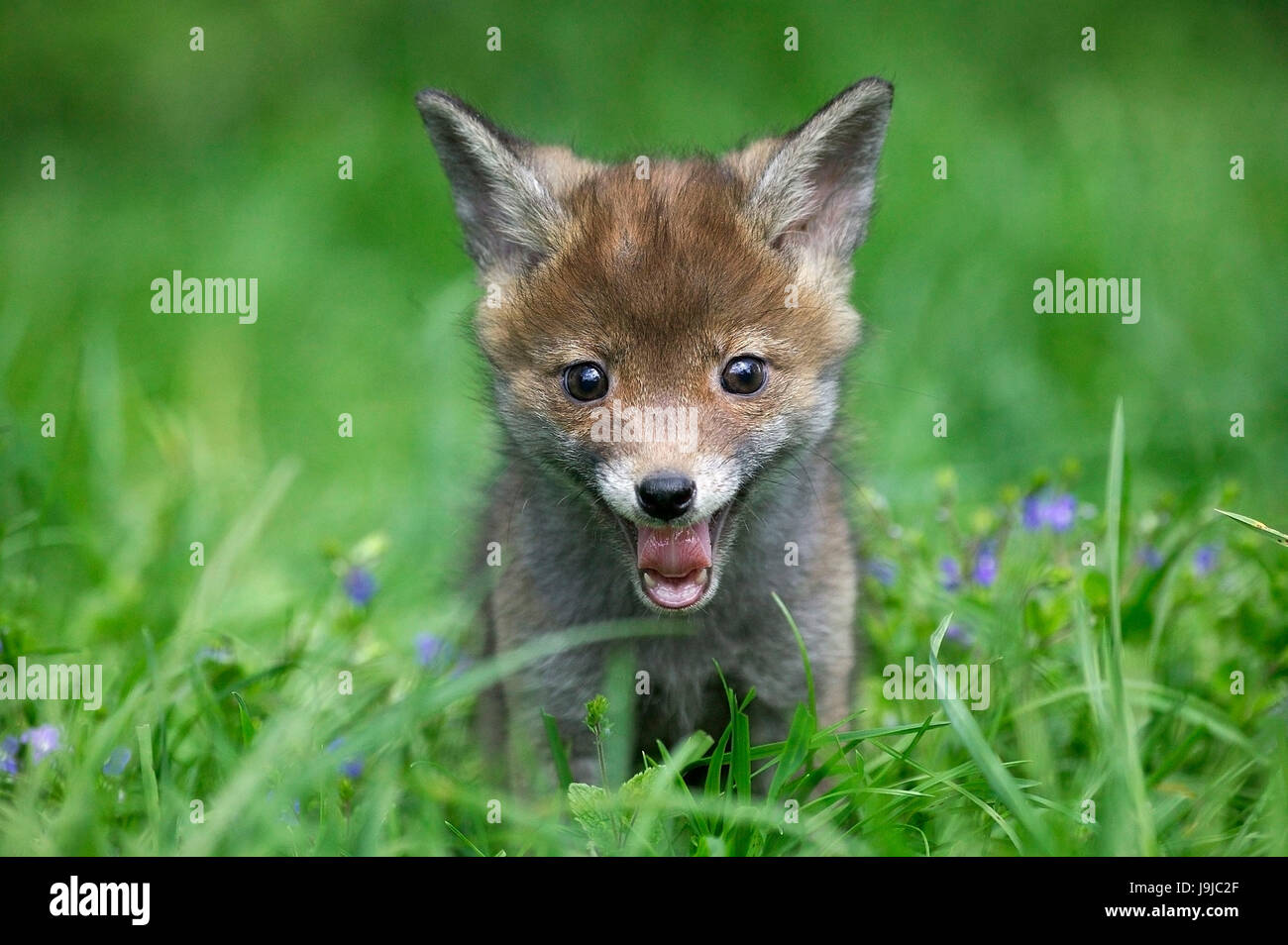 Red Fox, Vulpes vulpes, Cub, Yawning Stock Photo - Alamy