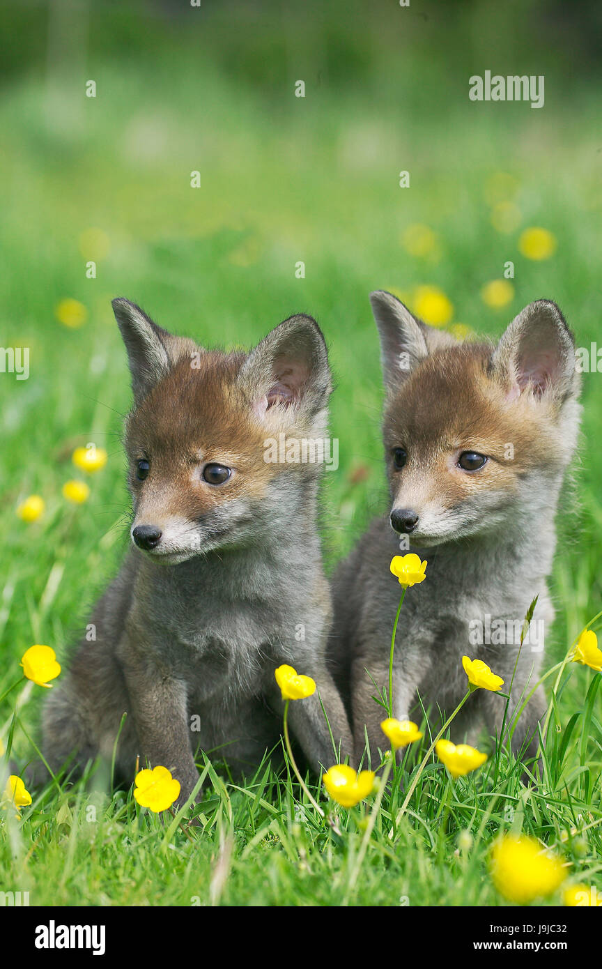 Two fox cubs sitting hi-res stock photography and images - Alamy