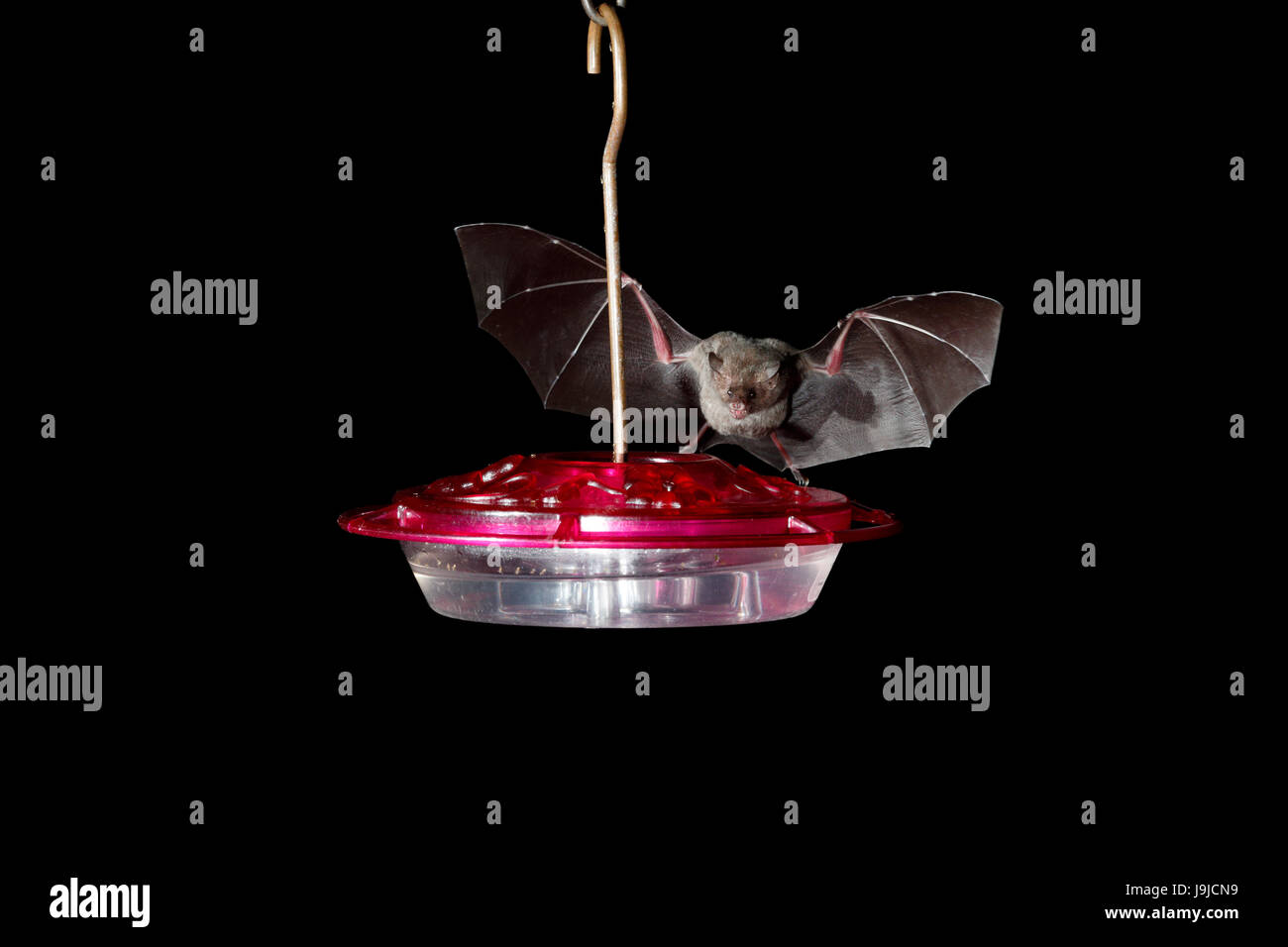 Bat species in trinidad hi-res stock photography and images - Alamy