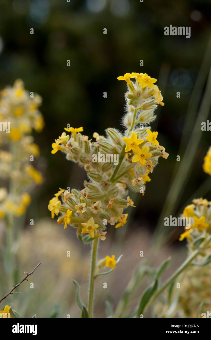 Yellow Cryptanth (Cryptantha flava), a common wildflower seen along the ...