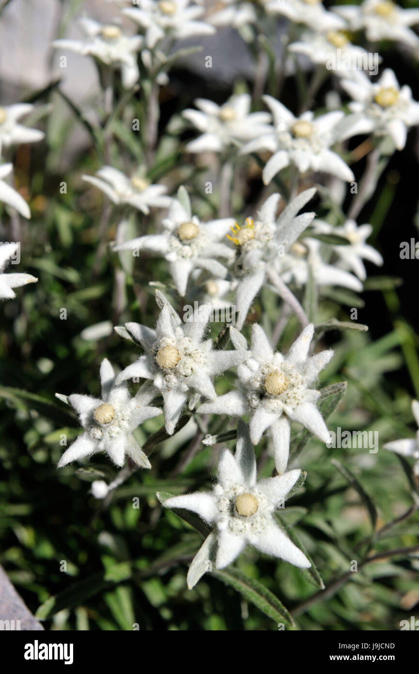 France, Hautes-Alpes, Vars, Parc Naturel Regional du Queyras, Val d ...