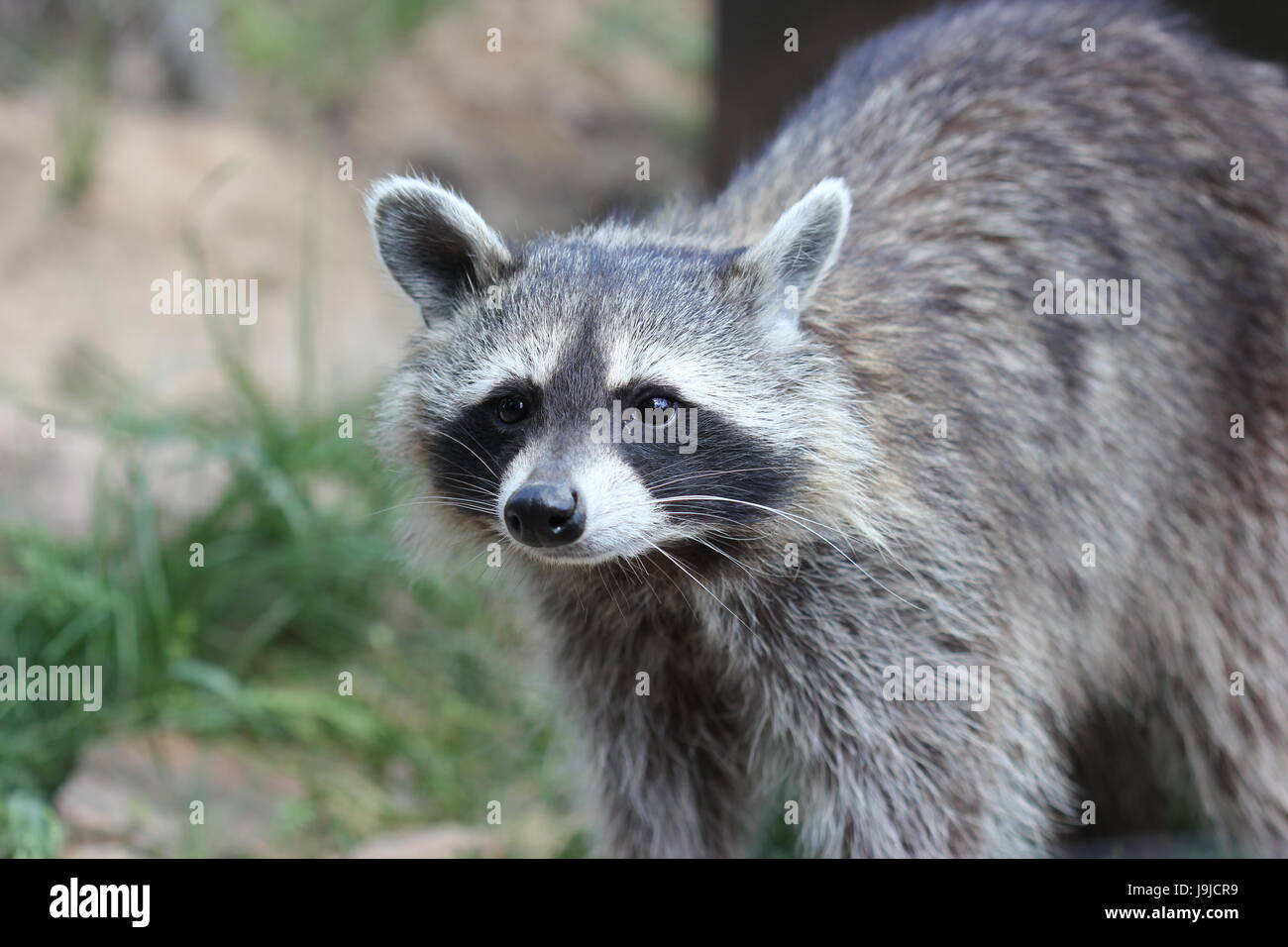 bear, portrait, zoo, predator, raccoon, coon, north america, washable ...