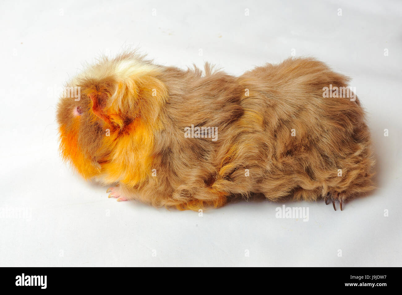 One guinea pig merino on white background Stock Photo - Alamy