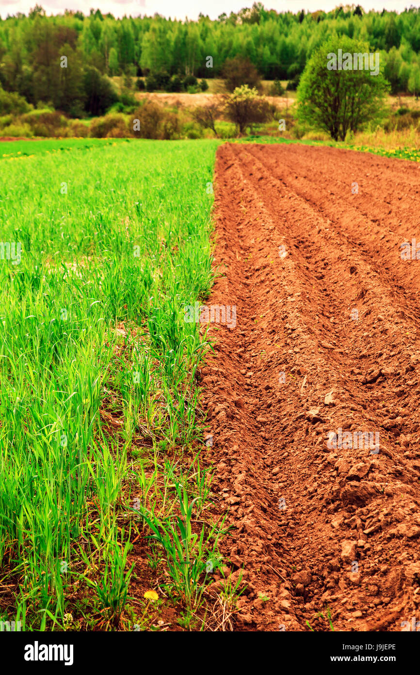 The border of plowed land and wheat fields. Agriculture Stock Photo - Alamy