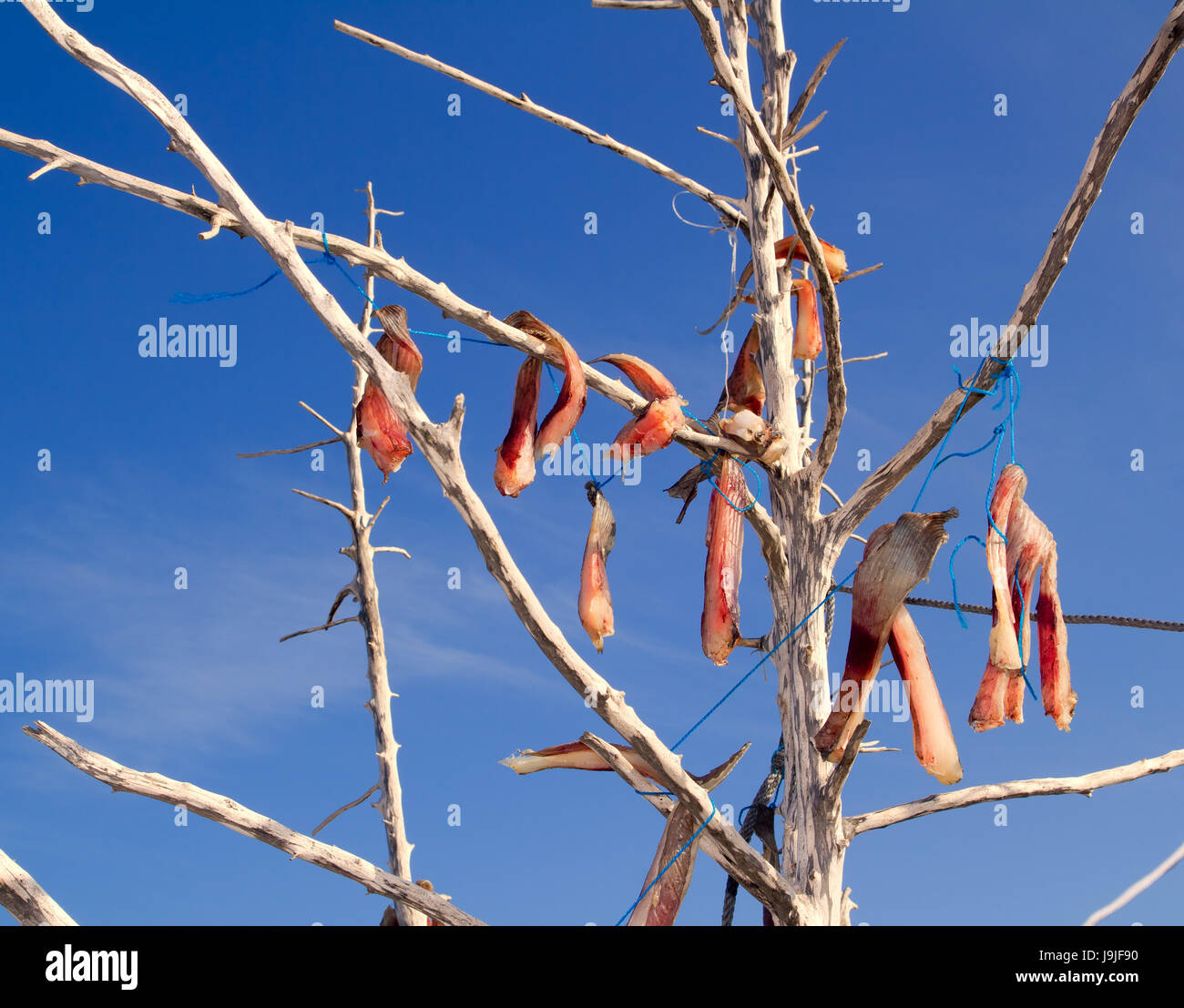 blue, food, aliment, model, design, project, concept, plan, draft, tree ...