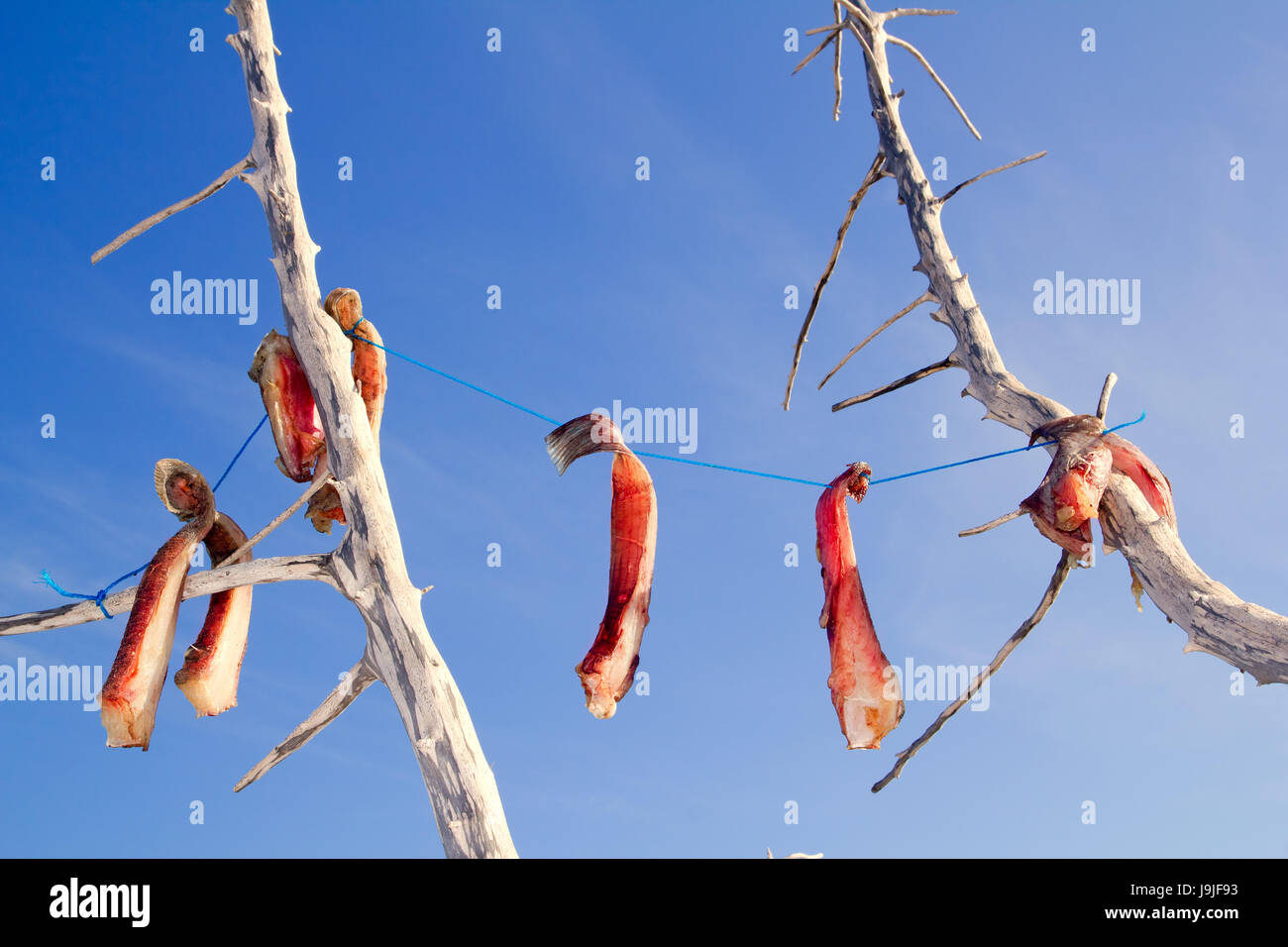 blue, food, aliment, model, design, project, concept, plan, draft, tree ...