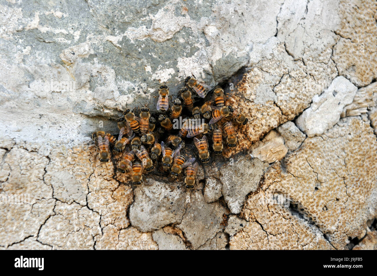 Sultanate of Oman, Western Hajar Mountains, Al-Batinah, Wadi A' Sahten ...