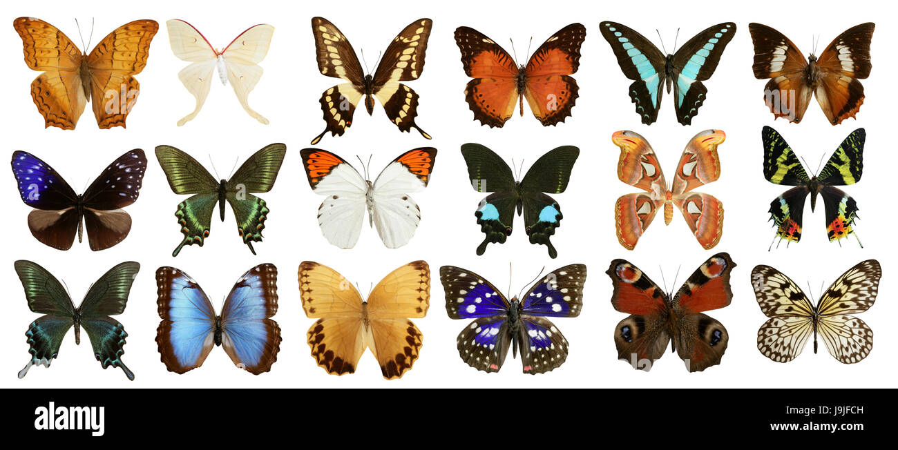 Multiple butterflies isolated hi-res stock photography and images - Alamy