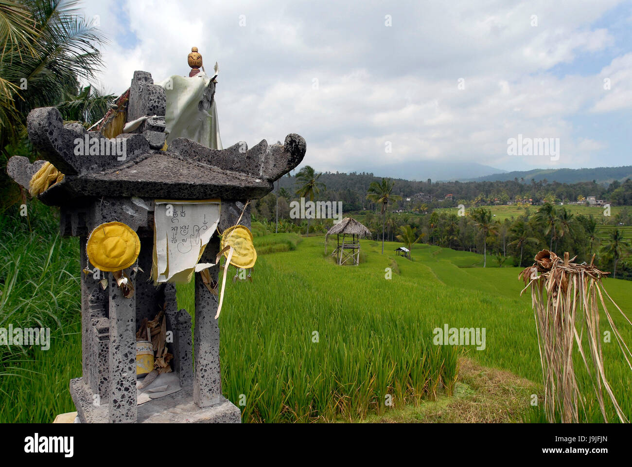 Indonesia, Bali, Rice field near Ubud Stock Photo - Alamy