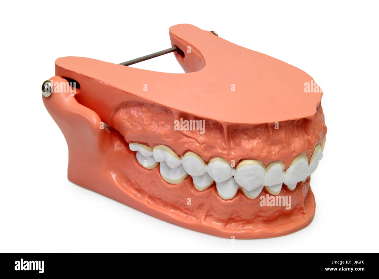 Plastic model of teeth isolated on white background Stock Photo - Alamy