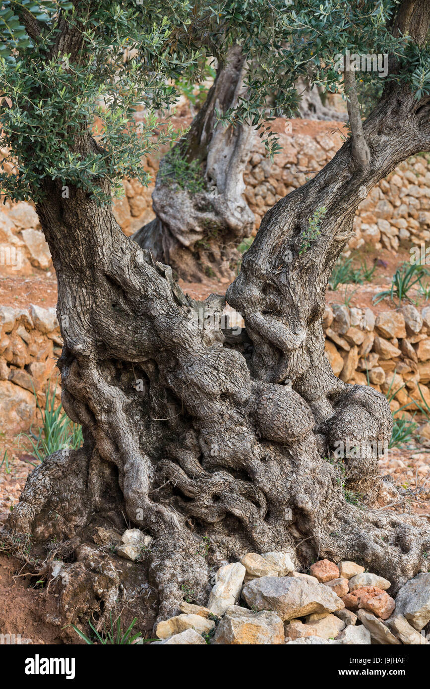 Olive trees at Deia, old, gnarledly, Majorca, the Balearic Islands ...