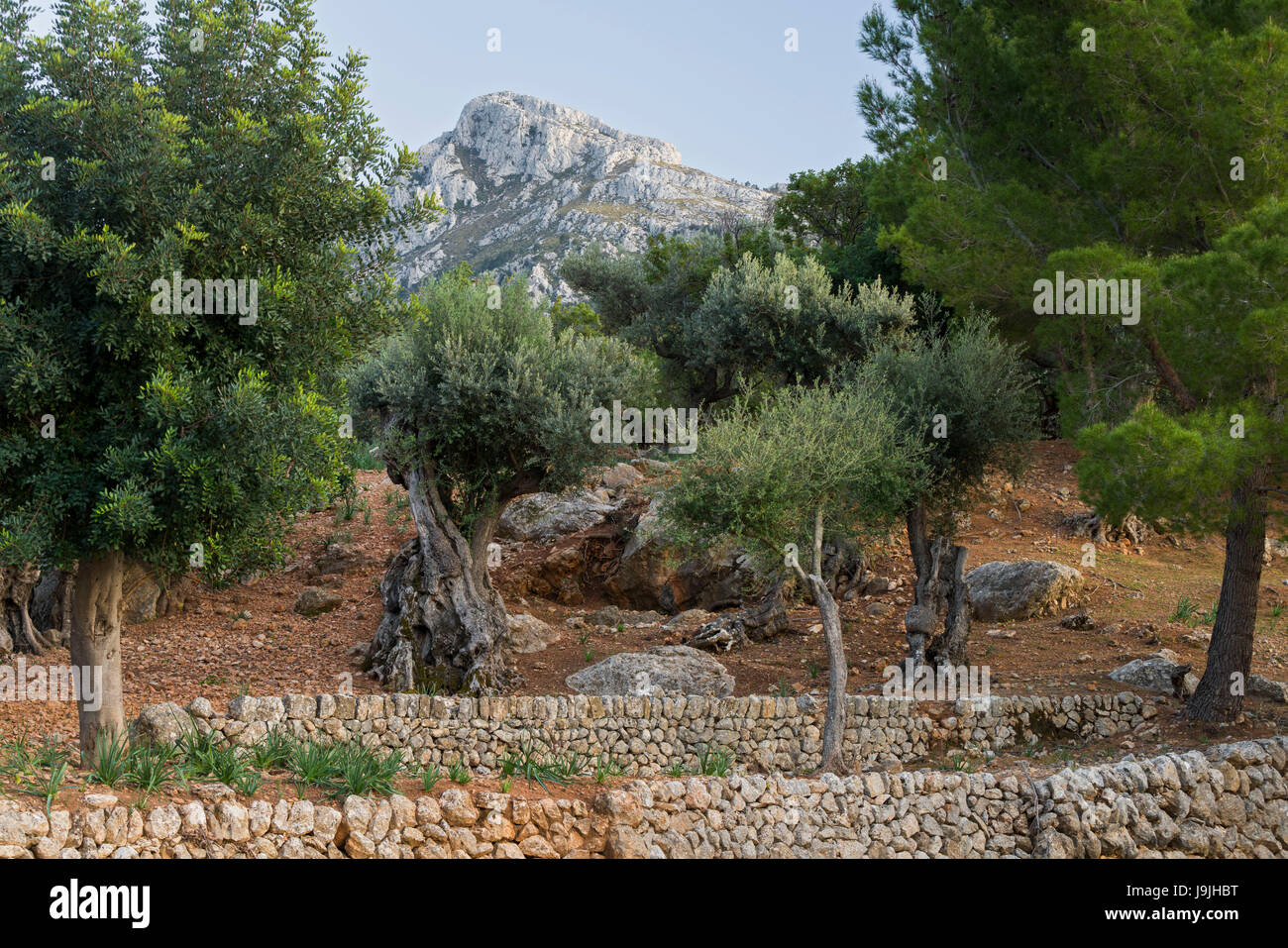 Olive trees at Deia, Majorca, the Balearic Islands, Spain Stock Photo ...