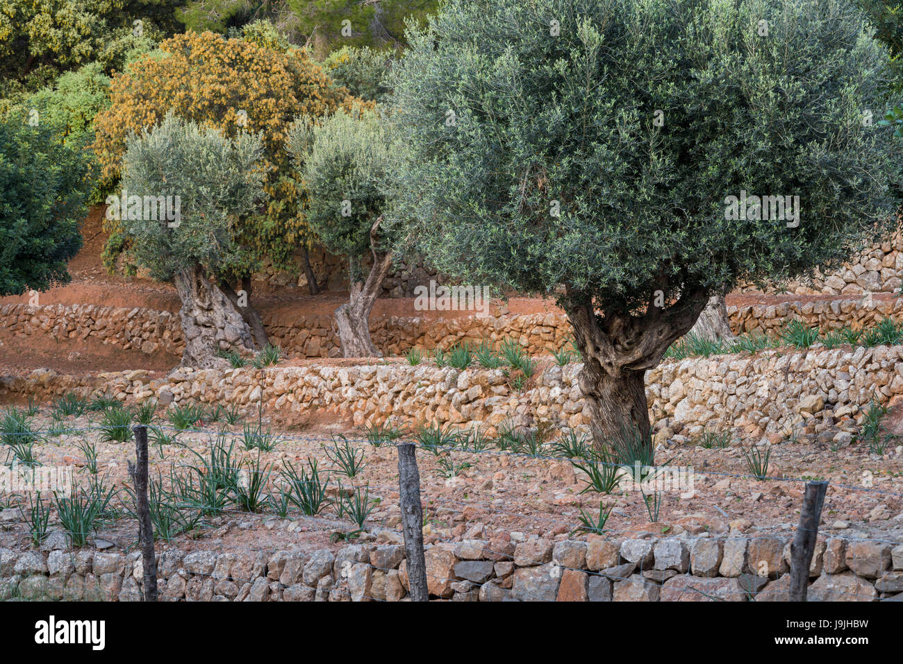 Olive trees at Deia, Majorca, the Balearic Islands, Spain Stock Photo ...