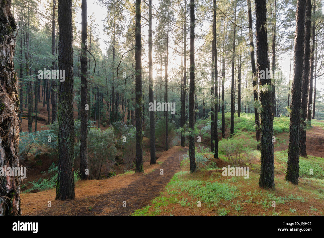 Fog, coniferous forest, island La Palma, Canary islands, Spain Stock ...