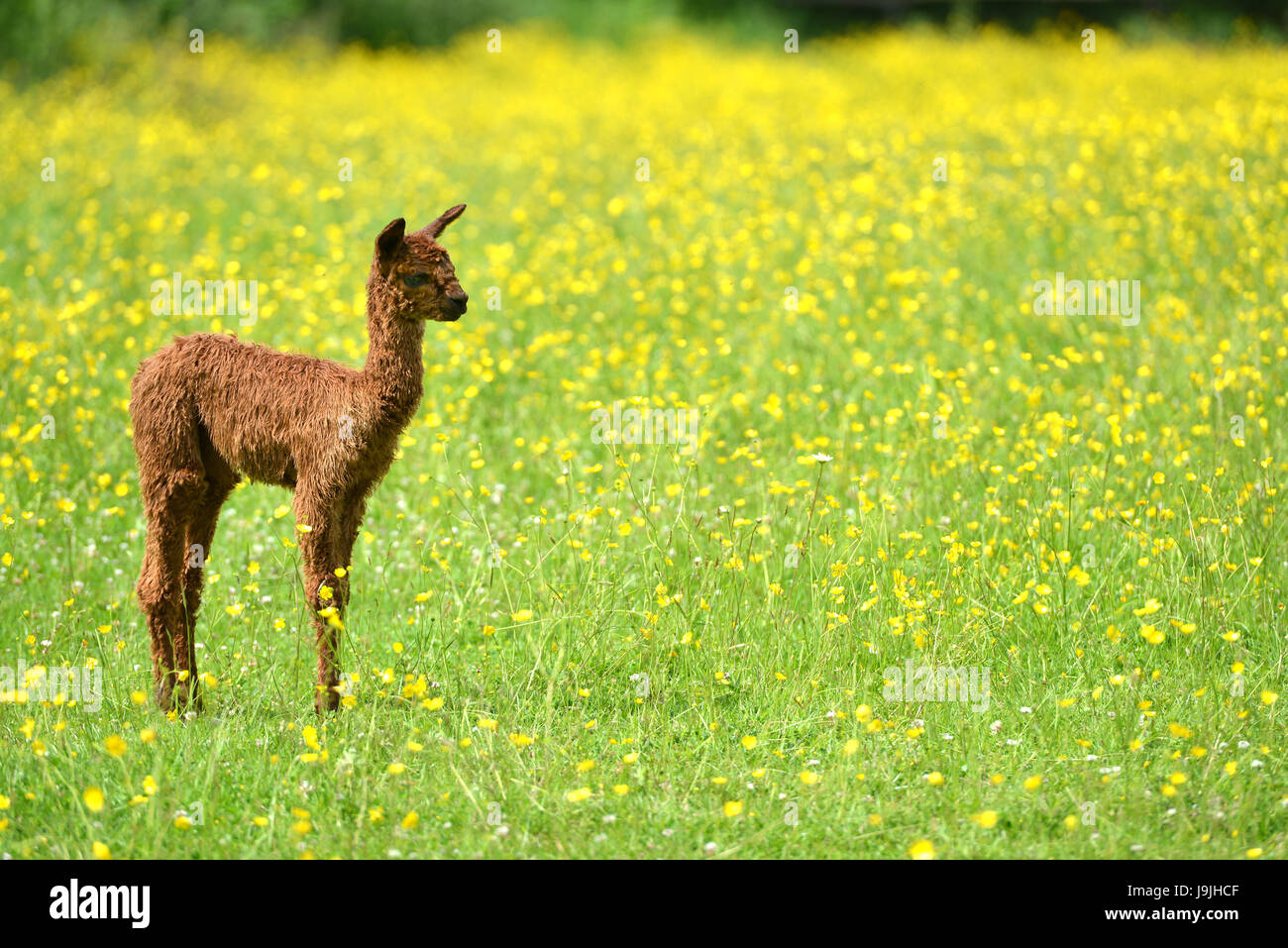 Alpaca Baby High Resolution Stock Photography and Images - Alamy