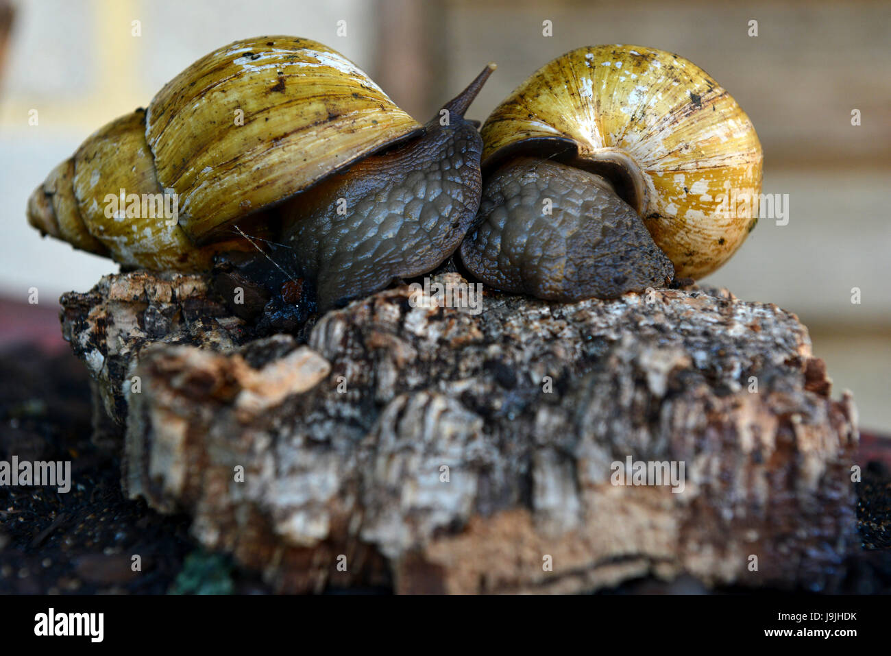 Giant african land snails hi-res stock photography and images - Alamy