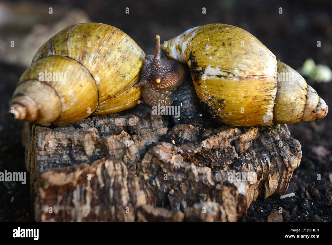 Giant African land snails Stock Photo - Alamy