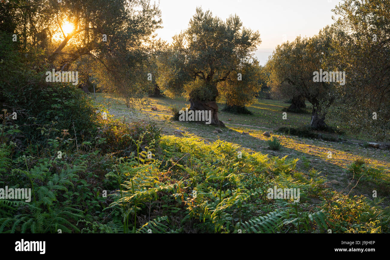 Olive trees at Deia, Majorca, the Balearic Islands, Spain Stock Photo ...
