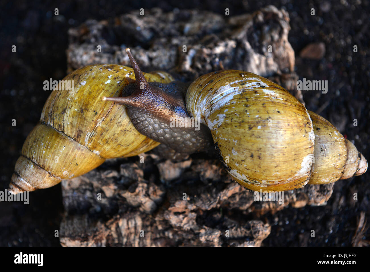 Giant African land snails Stock Photo - Alamy