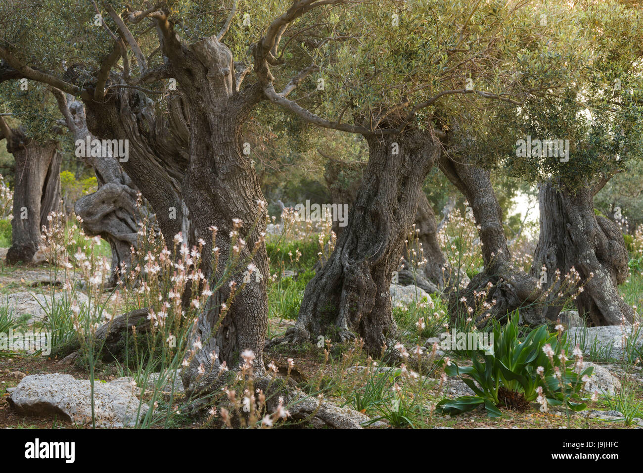 Olive trees at Deia, Majorca, the Balearic Islands, Spain Stock Photo ...