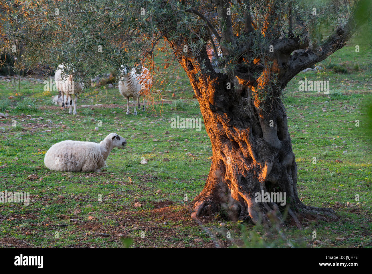 Olive trees at Deia, sheep, Majorca, the Balearic Islands, Spain Stock ...
